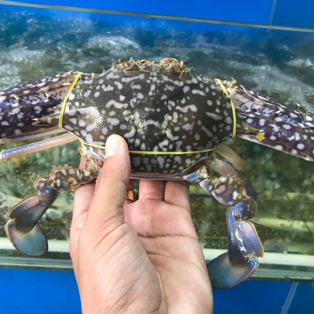 Chem Chép Là Gì? Những Món Ngon Món Ngon Từ Chem Chép - Hải Sản Tươi Sống