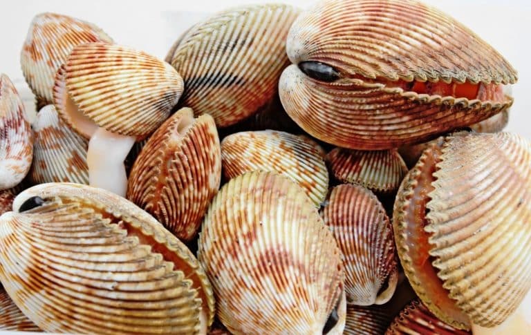 Tìm hiểu từ A-Z các loài sò biển - Hải Sản Tươi Sống