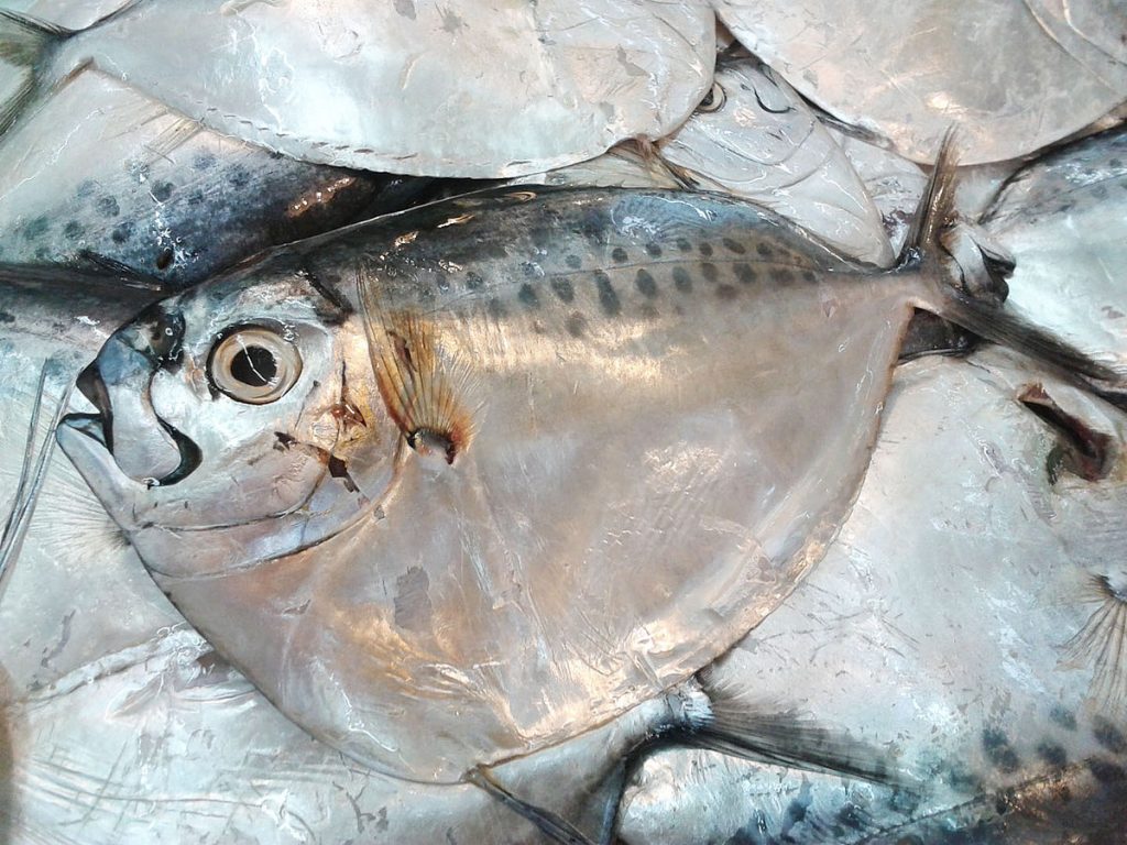 Cá Lưỡi Búa Là Gì? Cá Lưỡi Búa Nấu Gì Là Ngon? - Hải Sản Tươi Sống